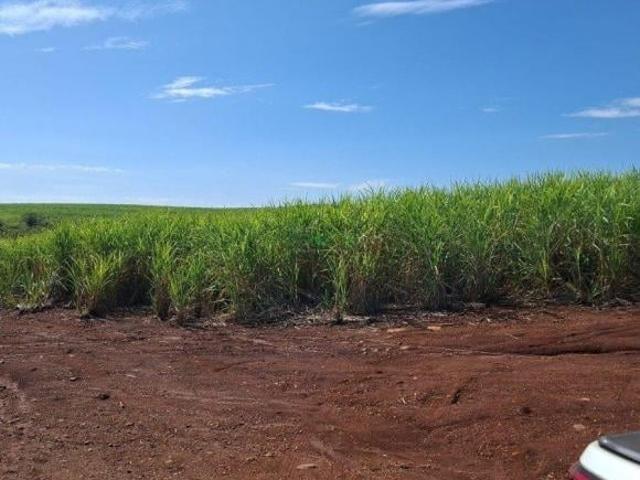 Fazenda | Fazenda Pouso Alegre | Porecatu
