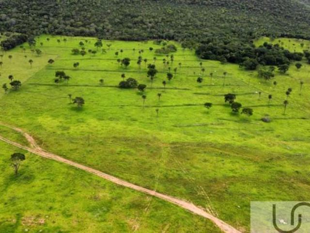 FAZENDA FORMOSA GOIÁS