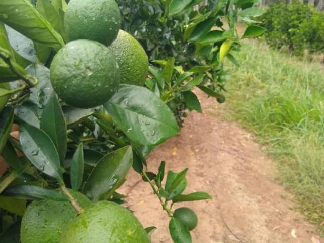 Fazenda, Franca, SP