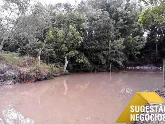 FAZENDA GUAREÍ 59 ALQ. – PINUS – AGRICULTURA E PECUÁRIA