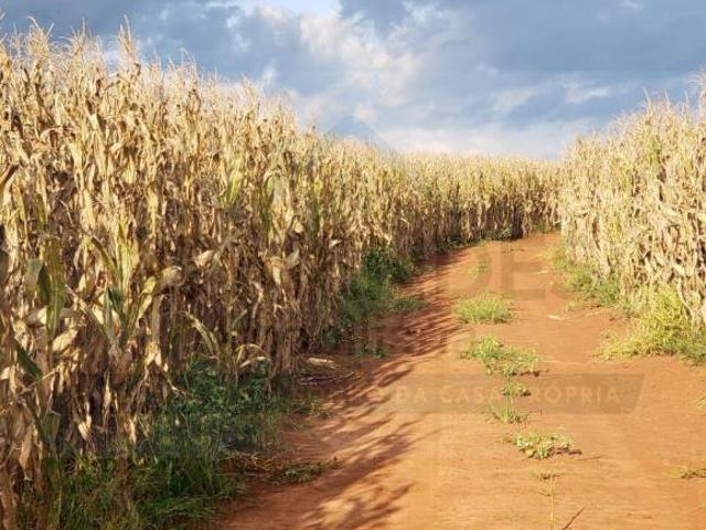 FAZENDA GIGANTE EM SP | PERMUTA 100% EM OURO