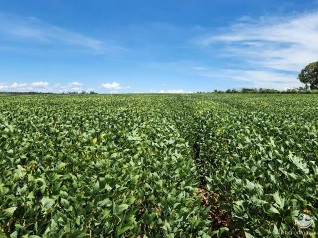 FAZENDA INCRÍVEL EM CRISTALINA/ GO