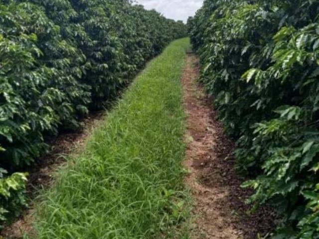 Fazenda de café em Produção_ Sul de Minas _ Café todo mecanizado, 160 hectares em c