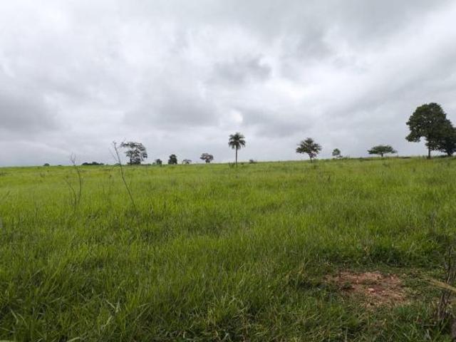 Fazenda,para gado,grãos