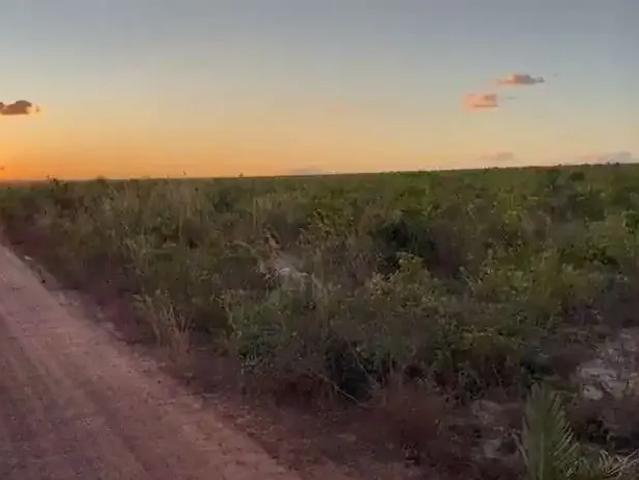 Fazenda para Locação em São Raimundo das Mangabeiras/MA Zona Rural