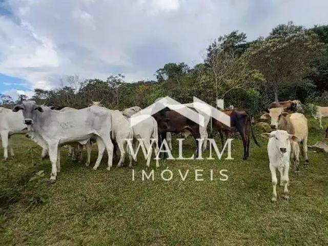 Fazenda para Venda em Conceição do Mato Dentro/MG Bouganville