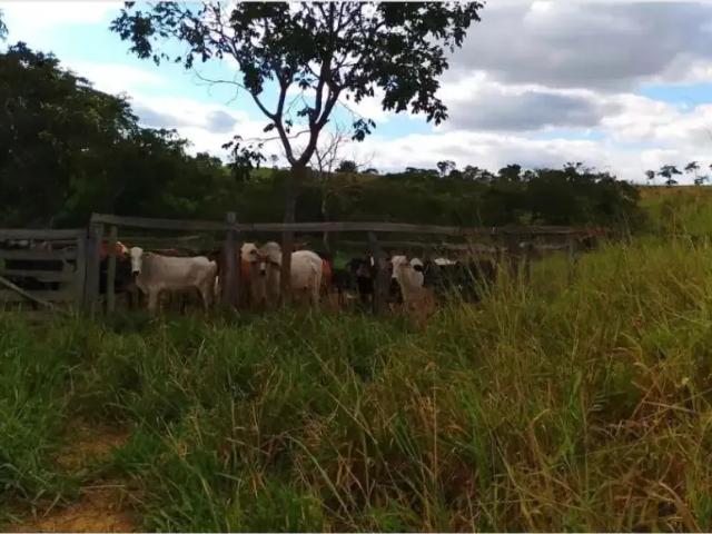 Fazenda para Venda em Cabeceira Grande/MG Zona Rural
