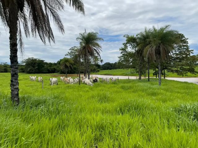 Fazenda para Venda em Cabeceiras/GO Área Rural de Cabeceiras