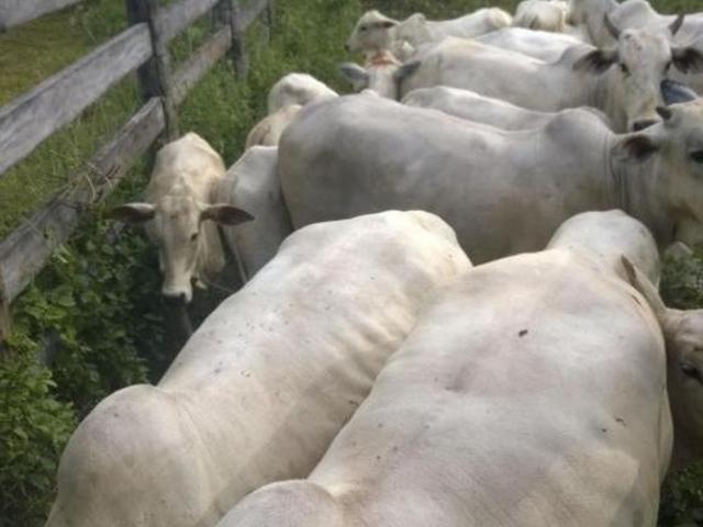 Fazenda para venda em Cáceres
