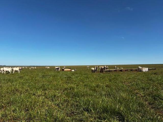 Fazenda para Venda em Camapuã, Zona Rural