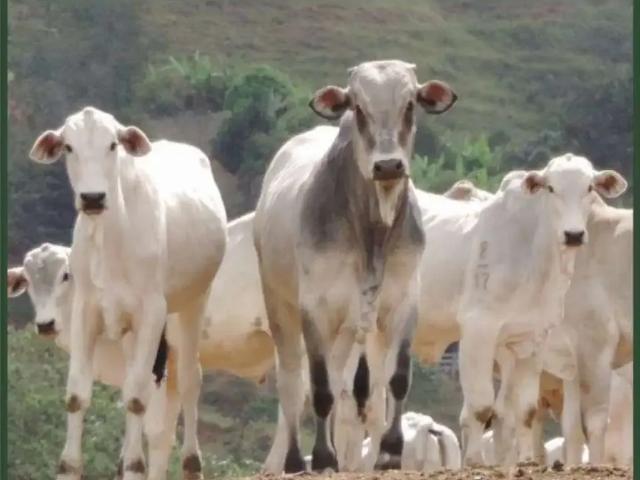 Fazenda para Venda em Cambuí/MG Centro