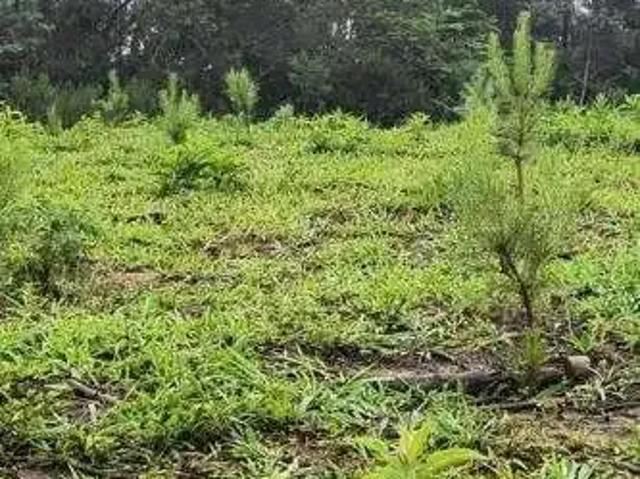 Fazenda para Venda em Campo Largo/PR Três Córregos 1 Quartos