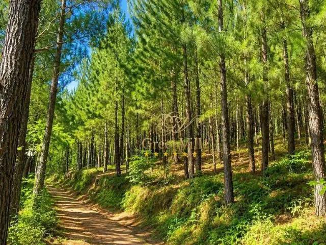 Fazenda para Venda em Campo Largo/PR Bateias 3 Quartos