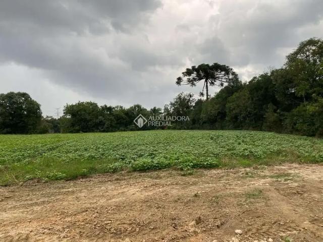 Fazenda para Venda em Campo Largo/PR Felpudo