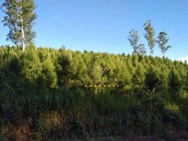 Fazenda para Venda em Campo Largo/PR São Caetano 1 Quartos