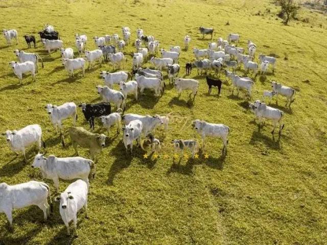 Fazenda para Venda em Campo Largo/PR São Caetano 3 Quartos