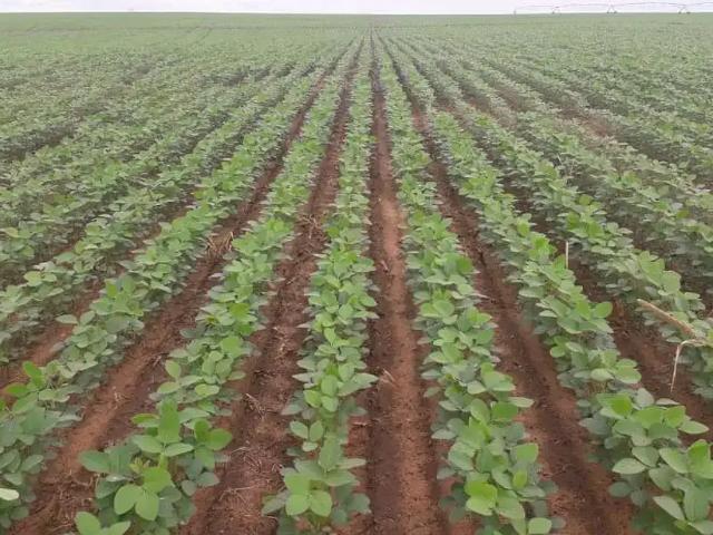 Fazenda para Venda em Campos Belos/GO Zona Rural 3 Quartos