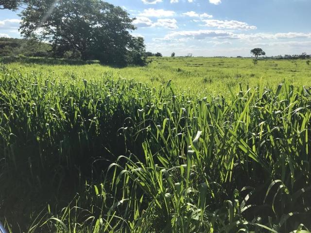 Fazenda para Venda em Campina Verde/MG Zona Rural