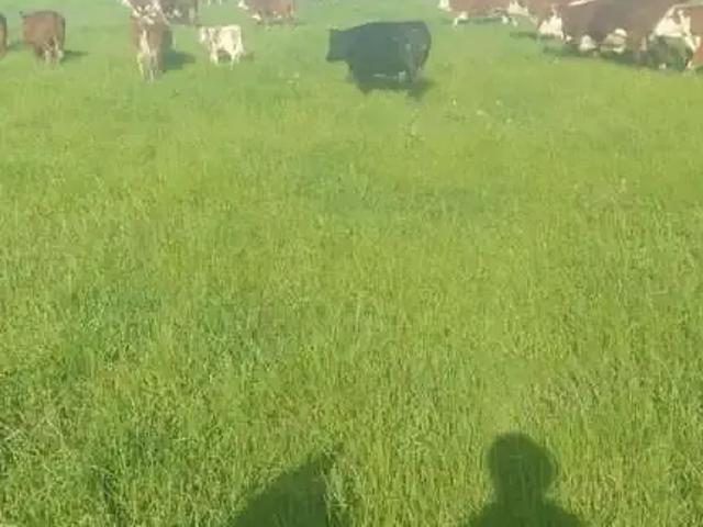 Fazenda para Venda em Candiota/RS Seival
