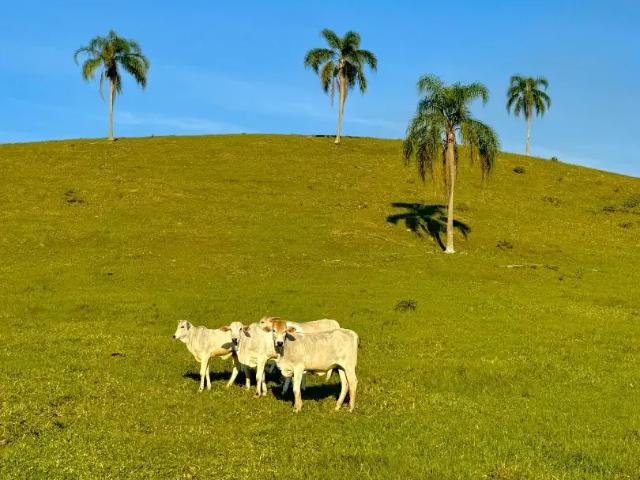 Fazenda para Venda em Canelinha/SC Índia