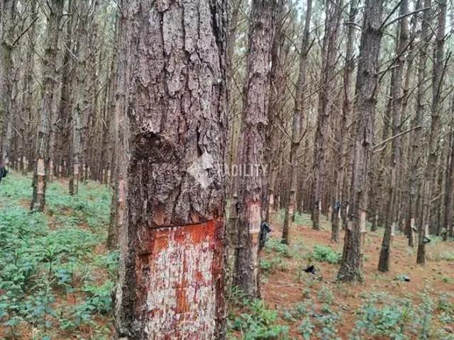 Fazenda para Venda em Capão Bonito/SP Turvo dos Almeidas 1 Quartos