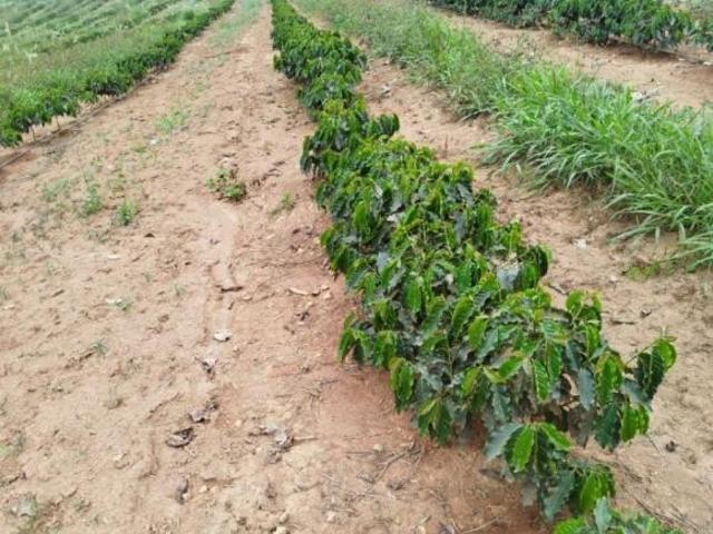 Fazenda para venda em Centro, Machado