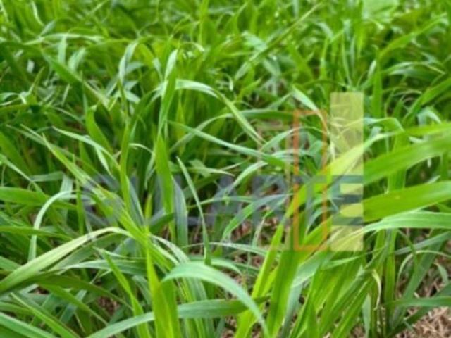 Fazenda para venda em Centro, Manoel Viana