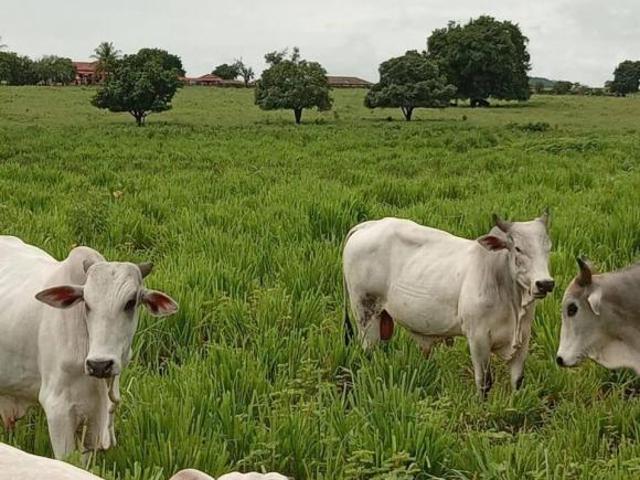 Fazenda para venda em Centro, Manga