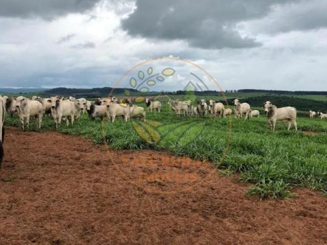 Fazenda para venda em Centro, Marília