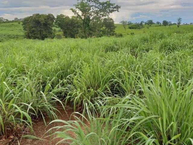 Fazenda para venda em Centro, Monte Alegre de Goiás