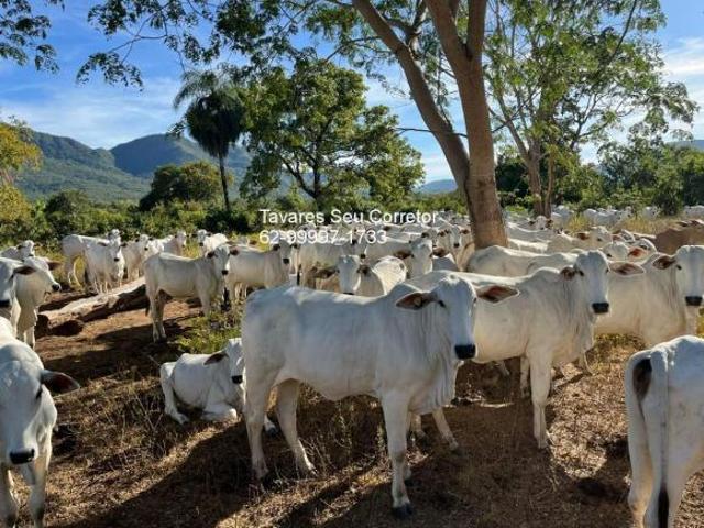 Fazenda para venda em Centro, Monte Alegre de Goiás