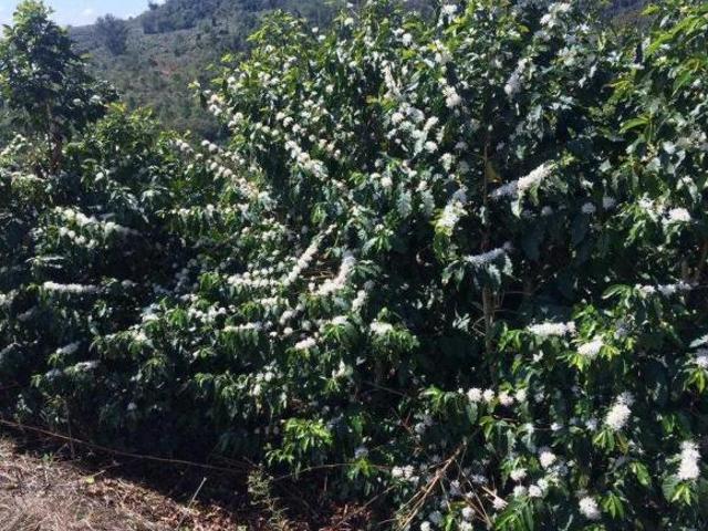 Fazenda para venda em Centro, Ouro Fino