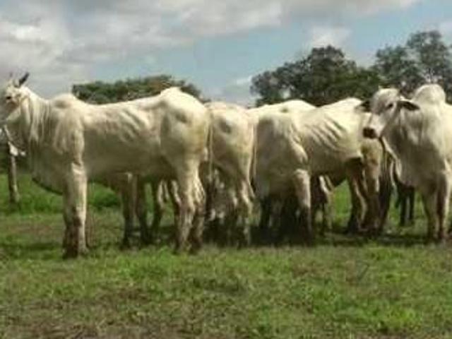 Fazenda para venda em Centro, Oliveira