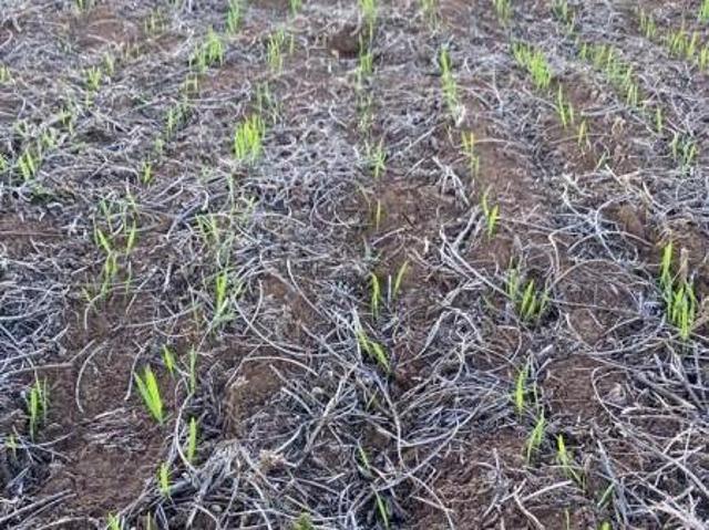 Fazenda para venda em Centro, Oliveira