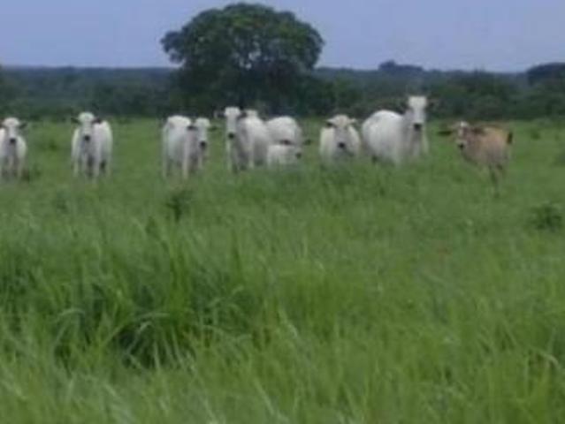 Fazenda para venda em Centro, Alto Boa Vista