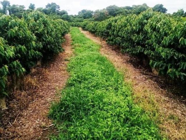 Fazenda para venda em Centro, Bambuí