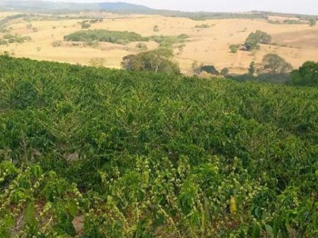 Fazenda para venda em Centro, Bom Sucesso