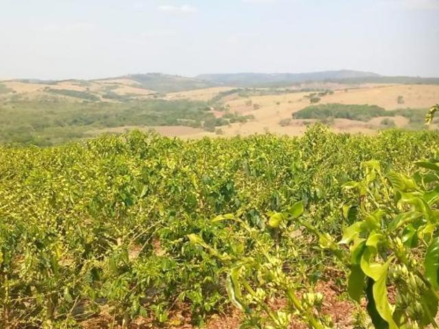 Fazenda para venda em Centro, Bom Sucesso