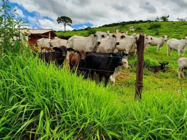 Fazenda para venda em Centro, Bom Sucesso