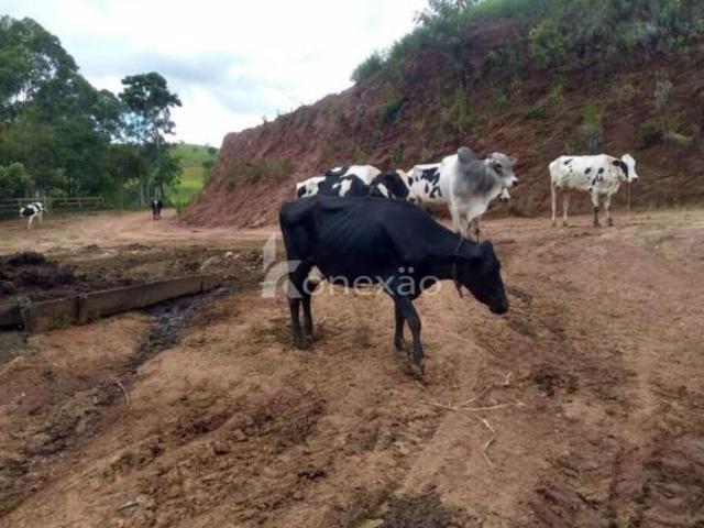 Fazenda para venda em Centro, Cunha