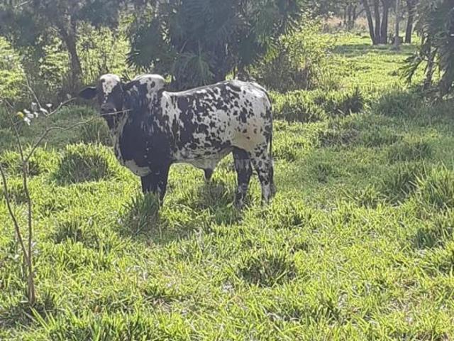 Fazenda para venda em Centro, Cachoeira Alta