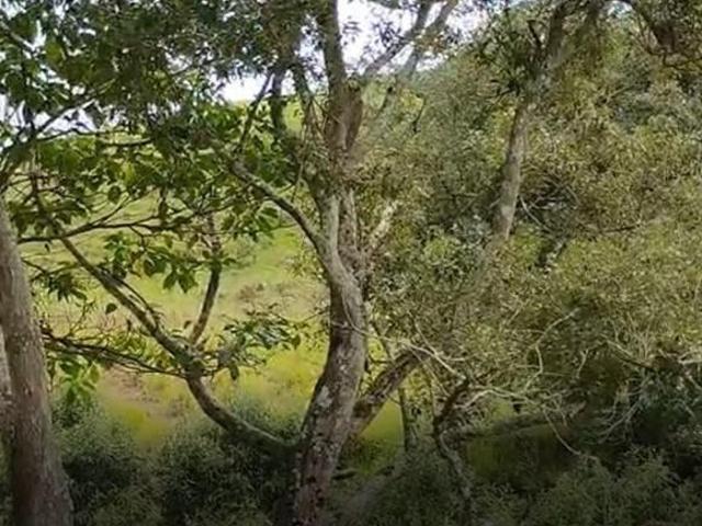Sítio para venda em Centro, Cachoeira de Minas