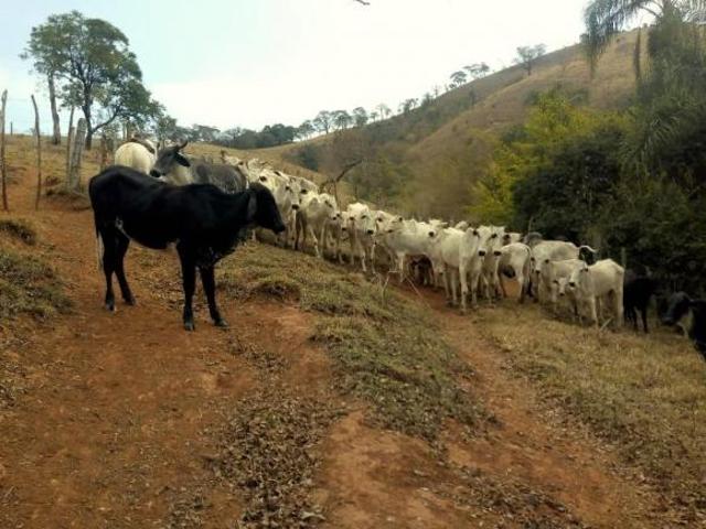 Fazenda para venda em Centro, Cambuí