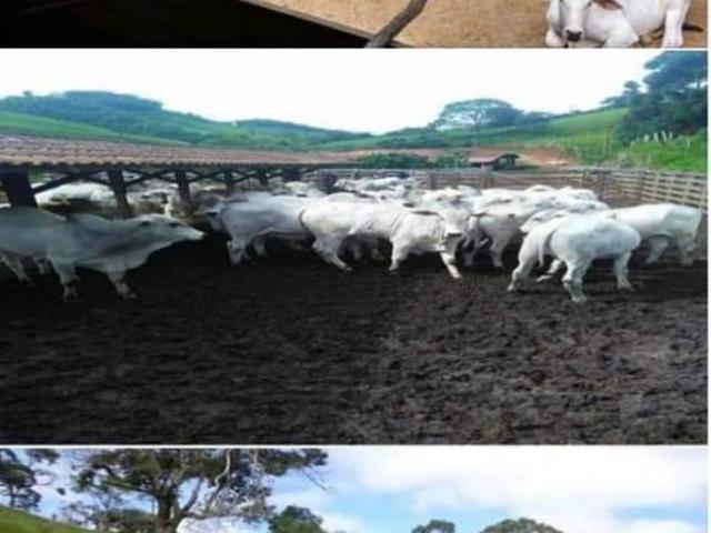 Fazenda para venda em Centro, Cambuí