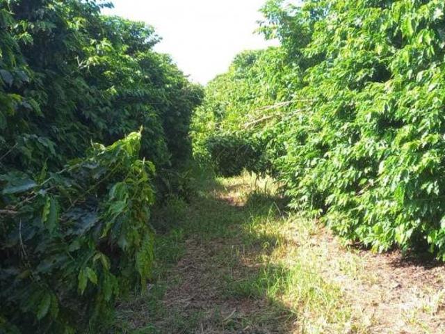 Fazenda para venda em Centro, Campanha