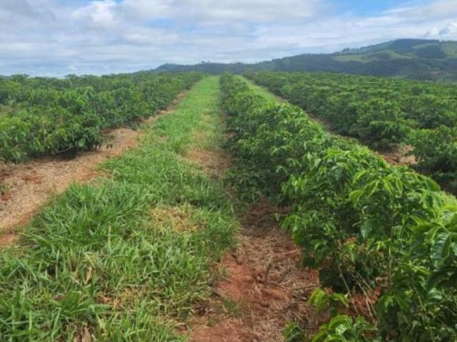 Fazenda para venda em Centro, Campanha