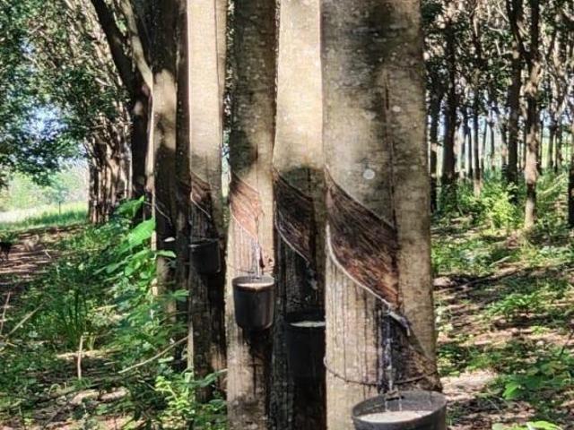 Fazenda para venda em Centro, Campina Verde