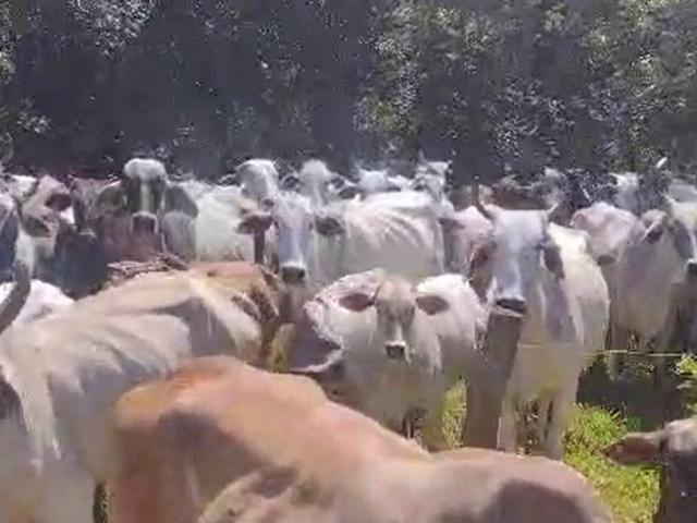 Fazenda para venda em Centro, Campo Belo