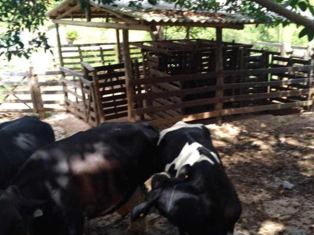 Fazenda para venda em Centro, Caxambu