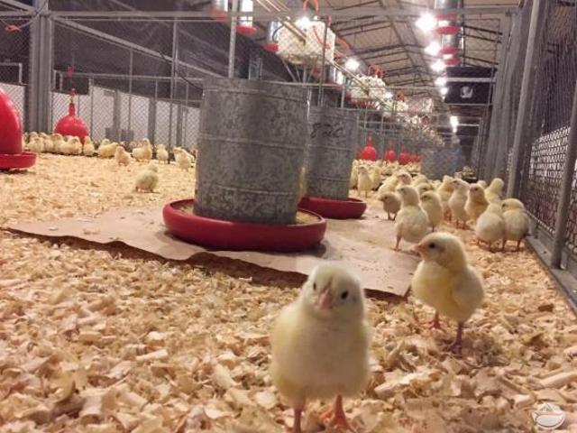 Fazenda para venda em Centro, Cocalzinho de Goiás